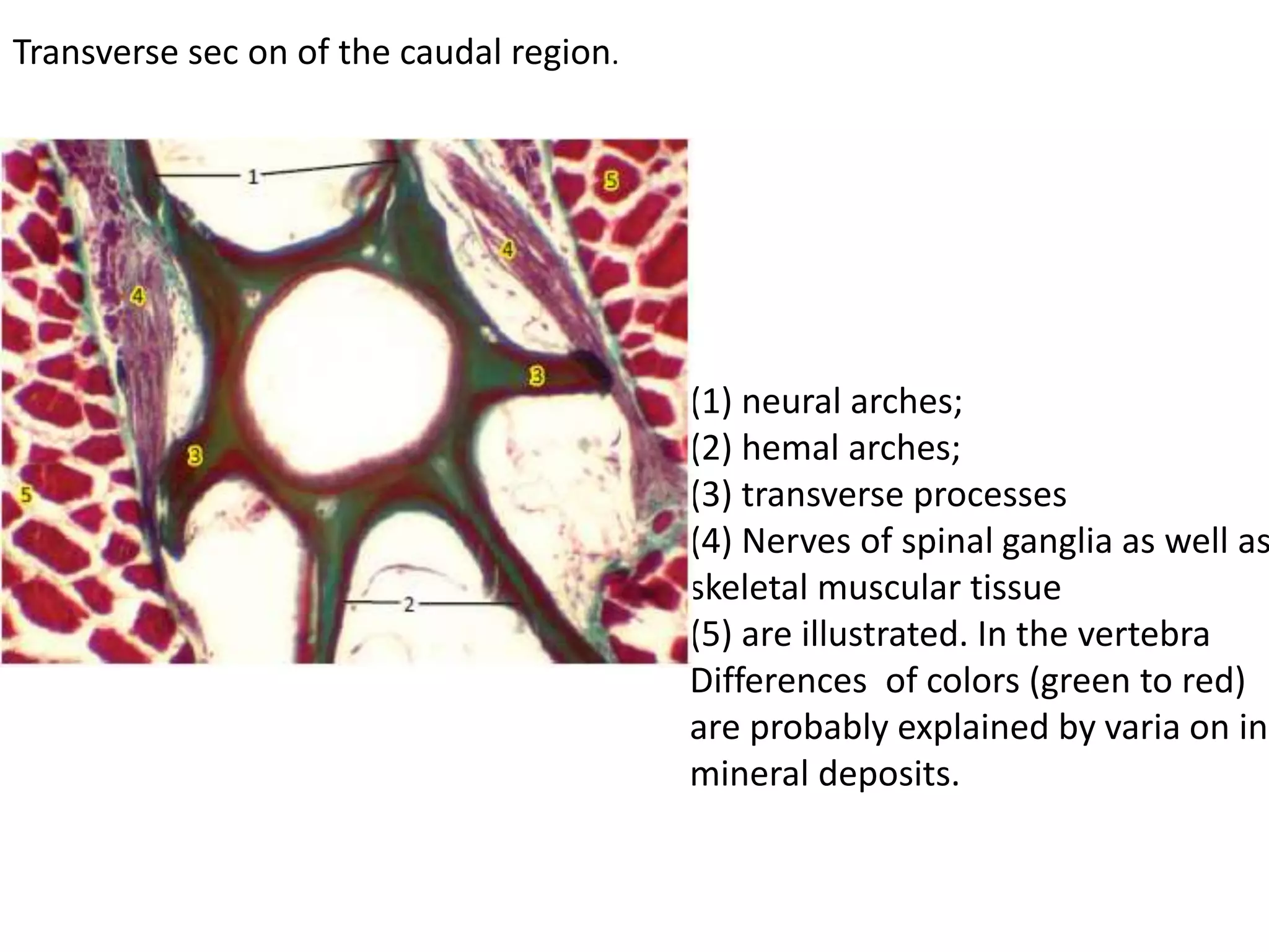 Systemic pathology - respiratory, musculoskeletal systems Of Fish | PPTX