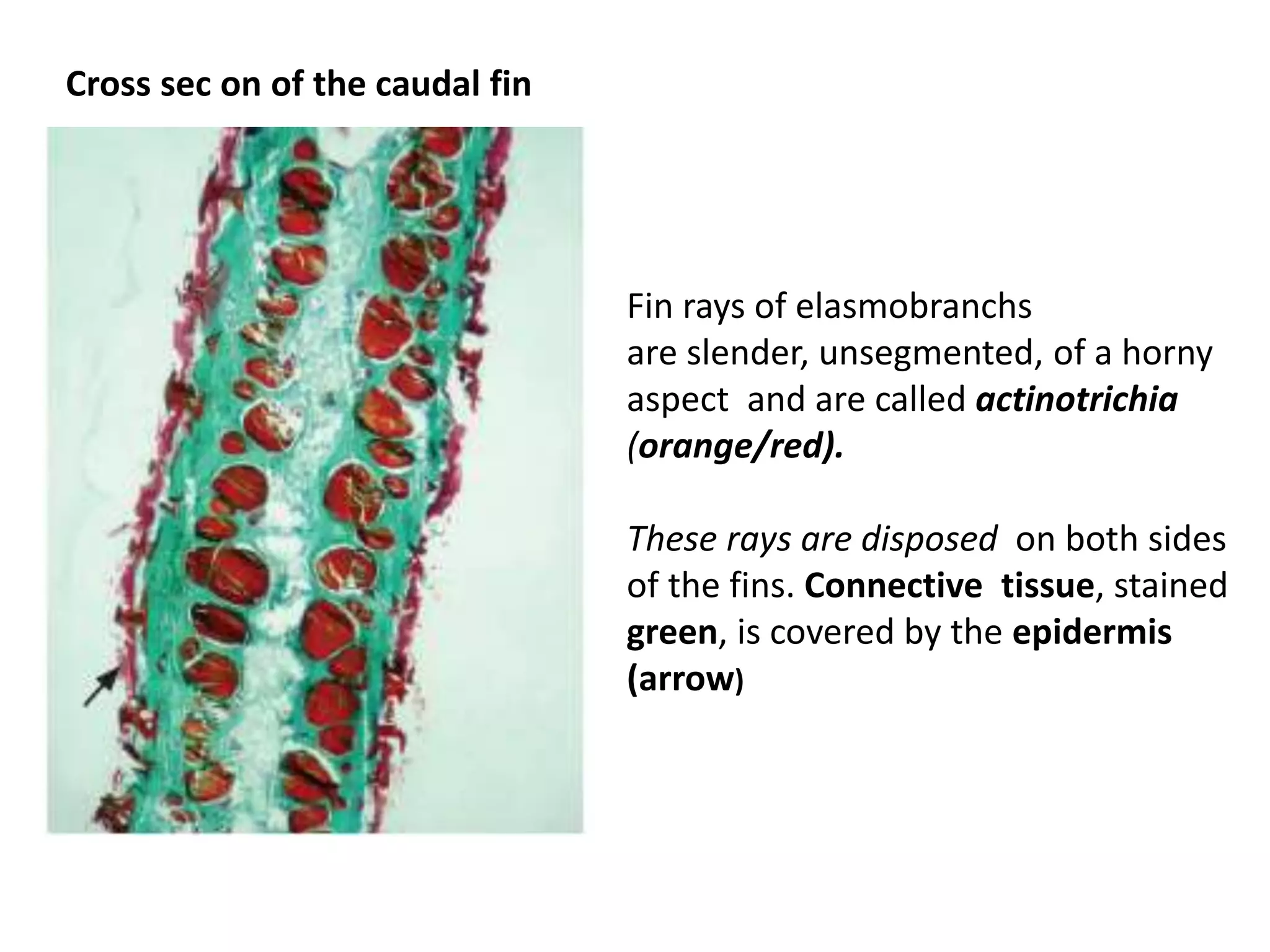 Systemic pathology - respiratory, musculoskeletal systems Of Fish | PPTX