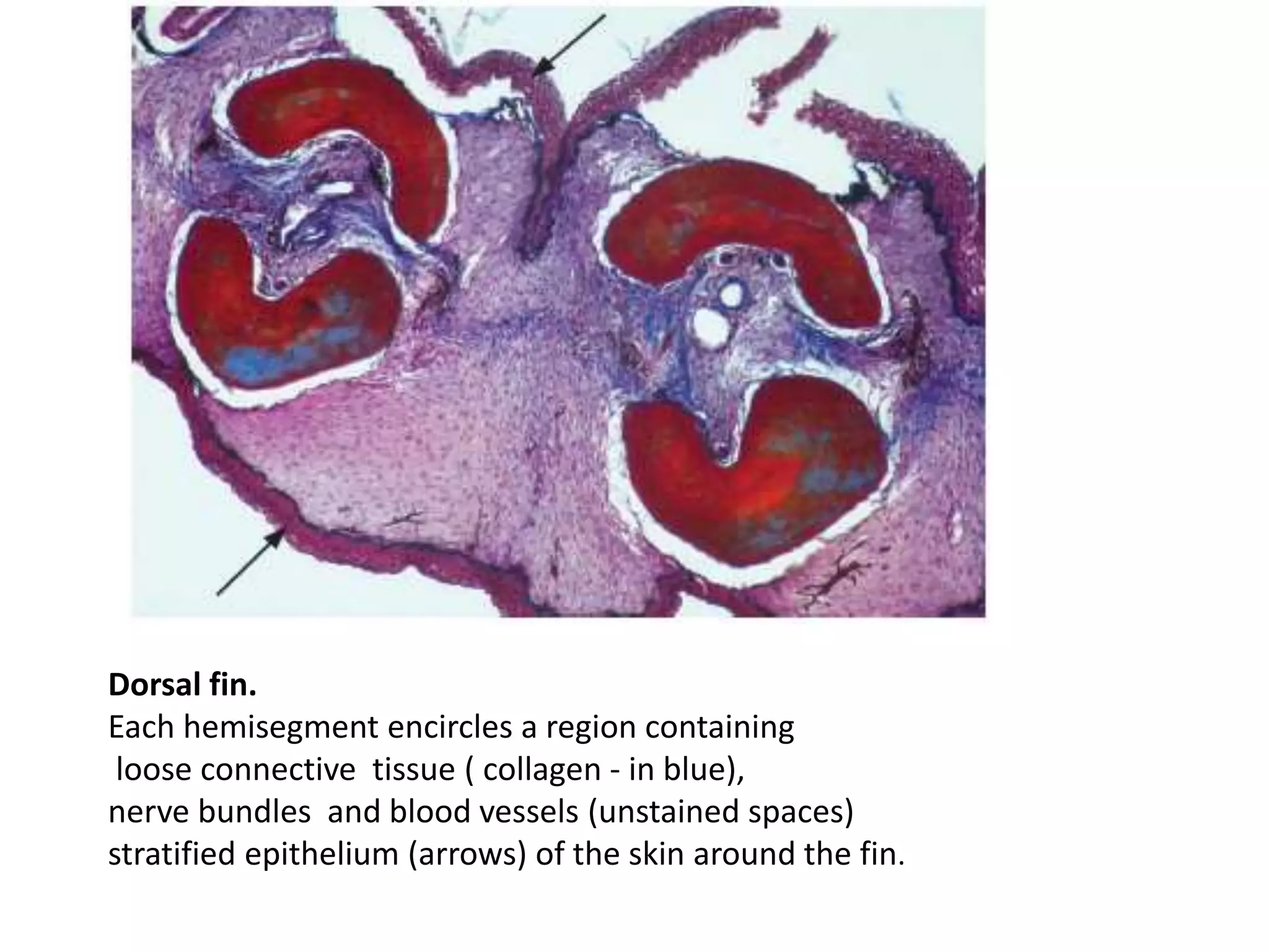 Systemic pathology - respiratory, musculoskeletal systems Of Fish | PPTX