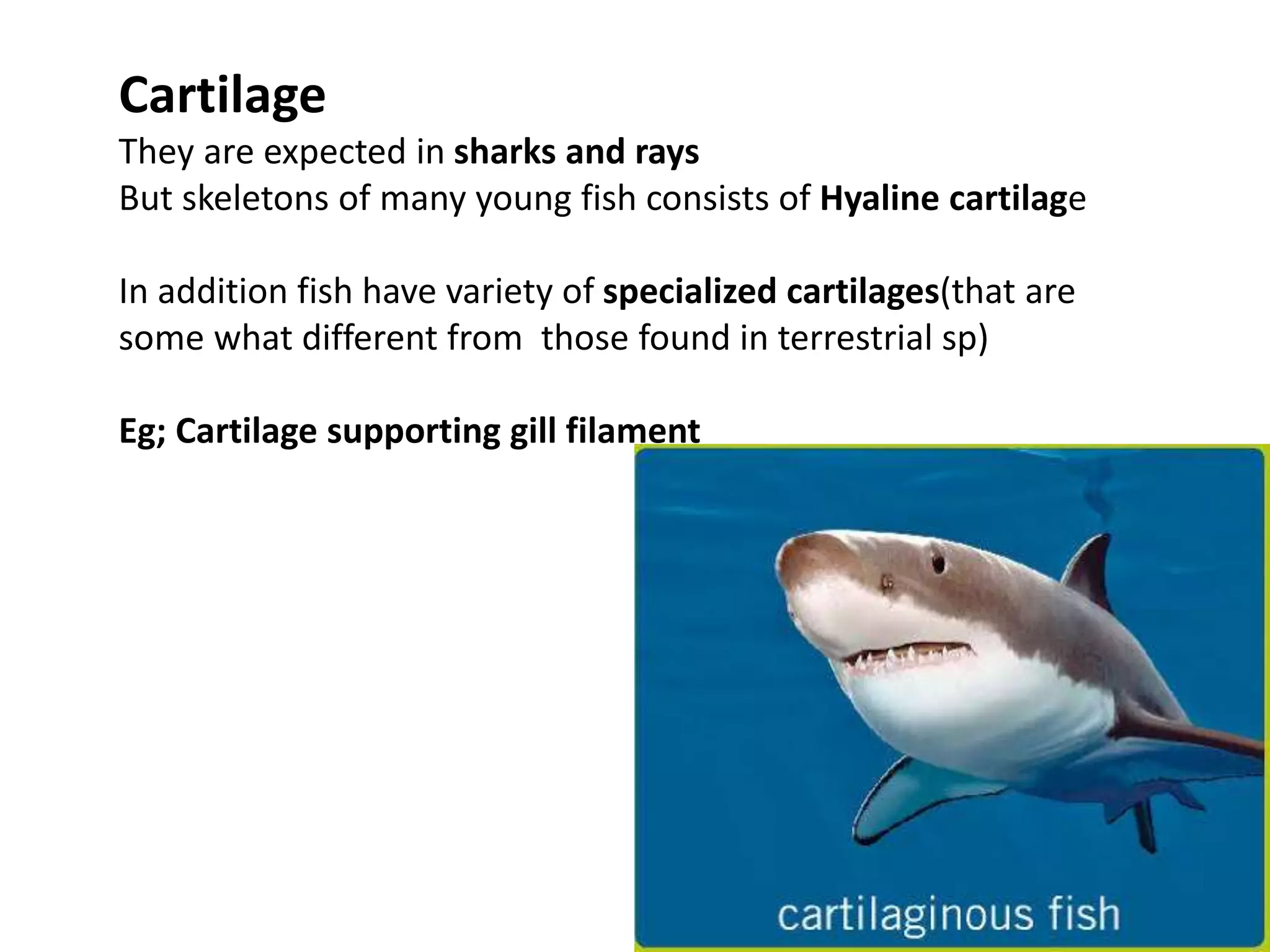 Systemic pathology - respiratory, musculoskeletal systems Of Fish | PPTX