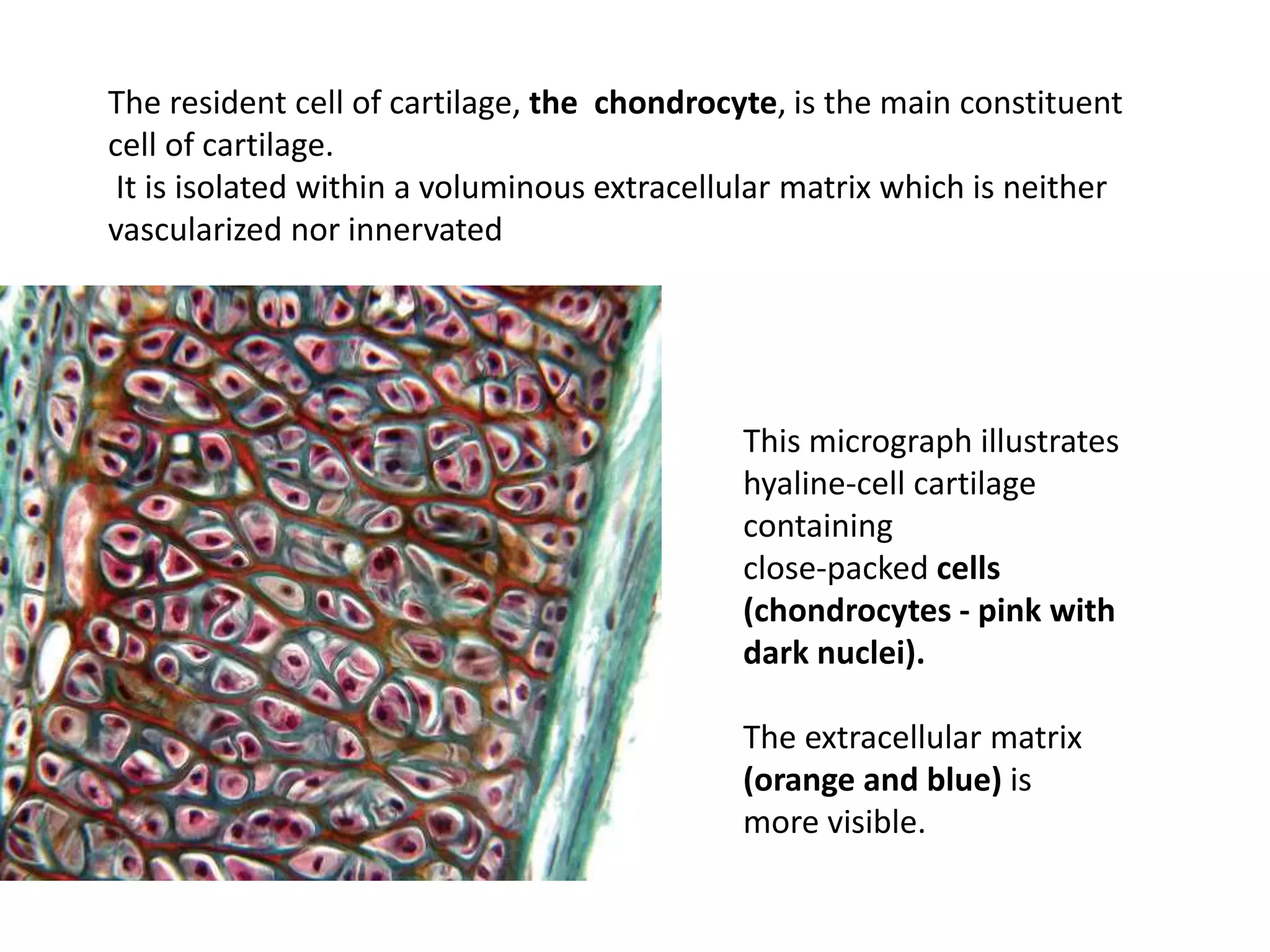 Systemic pathology - respiratory, musculoskeletal systems Of Fish | PPTX