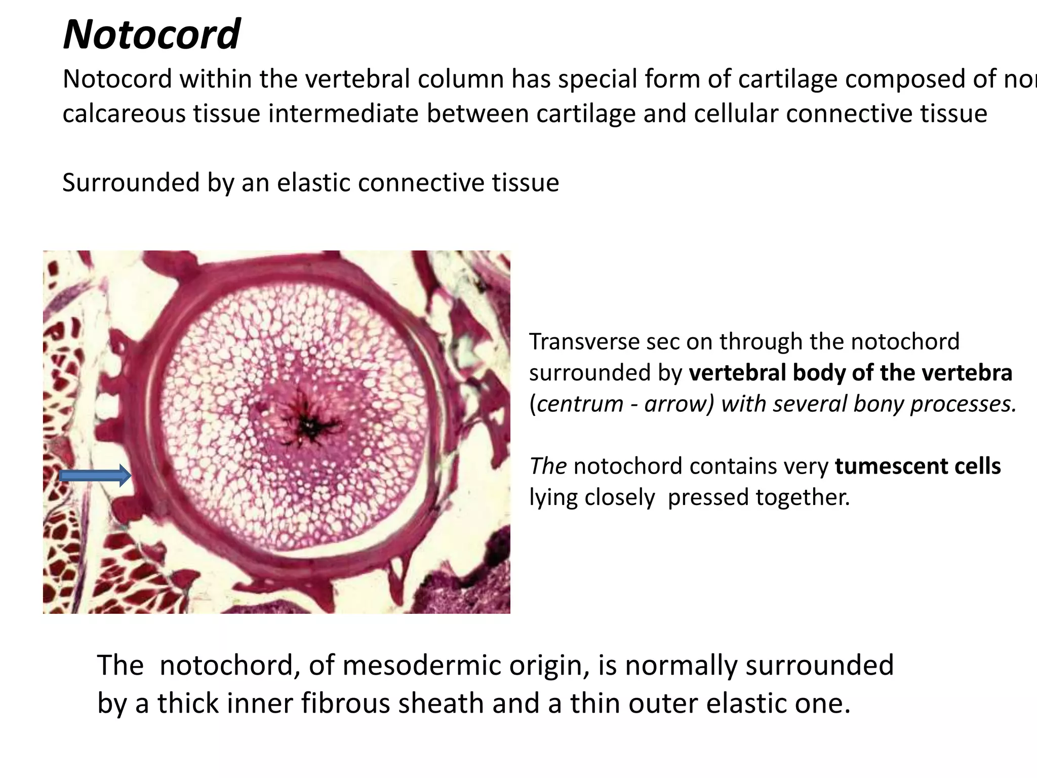 Systemic pathology - respiratory, musculoskeletal systems Of Fish | PPTX
