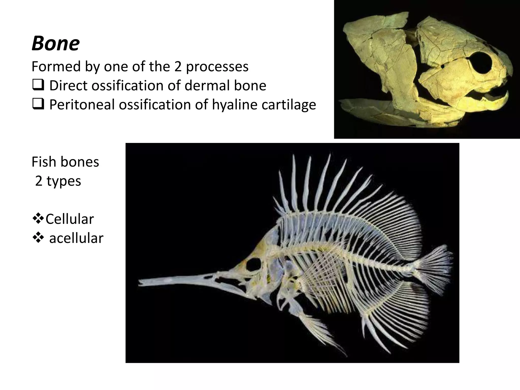 Systemic pathology - respiratory, musculoskeletal systems Of Fish | PPTX