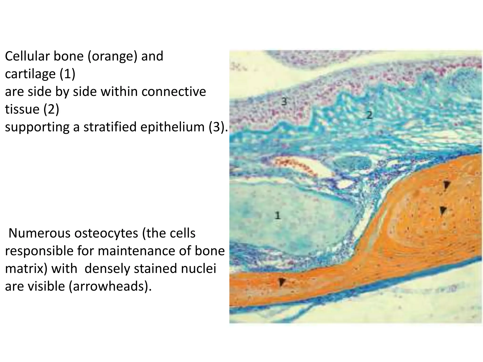 Systemic pathology - respiratory, musculoskeletal systems Of Fish | PPTX