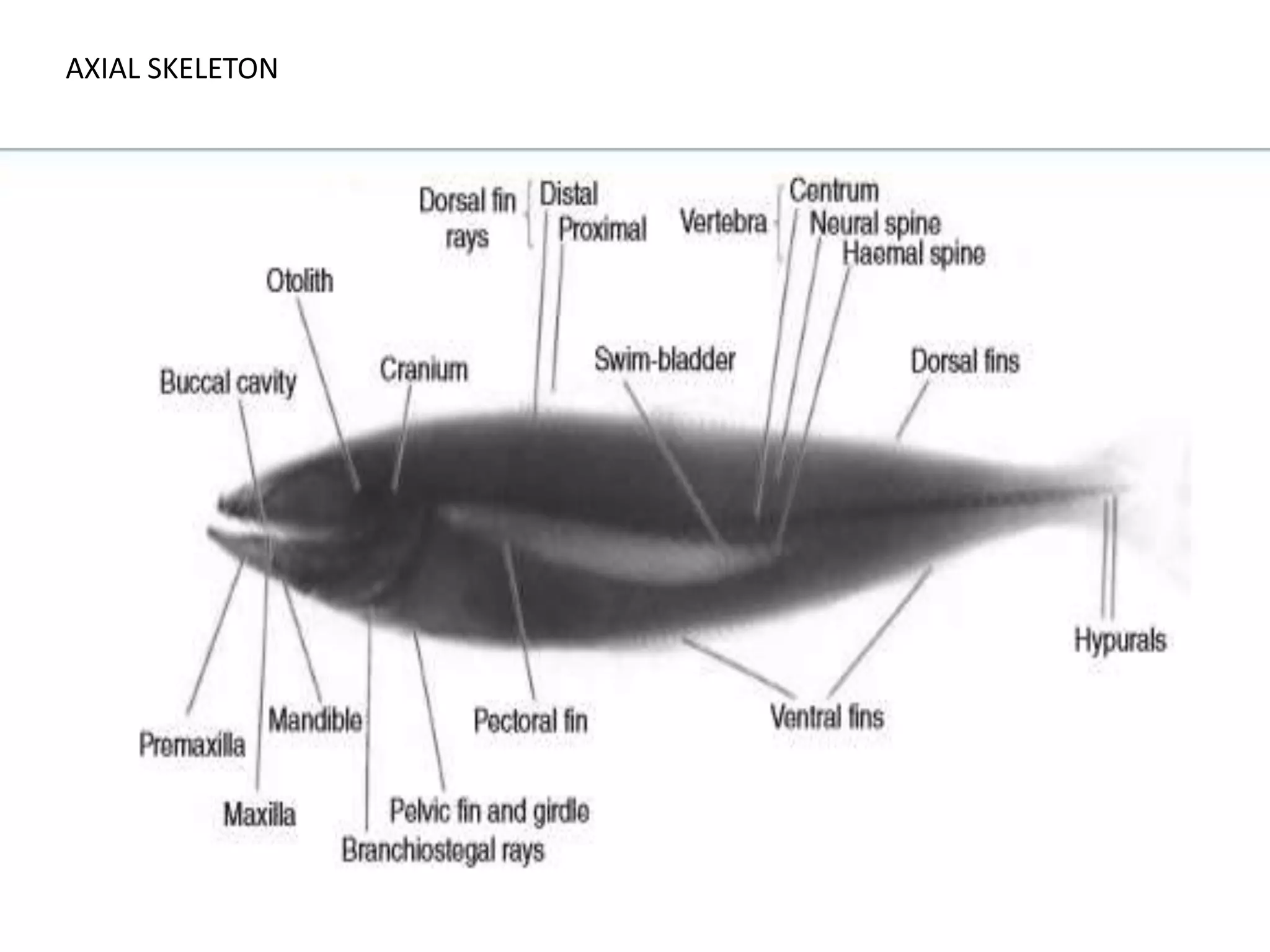 Systemic pathology - respiratory, musculoskeletal systems Of Fish | PPTX