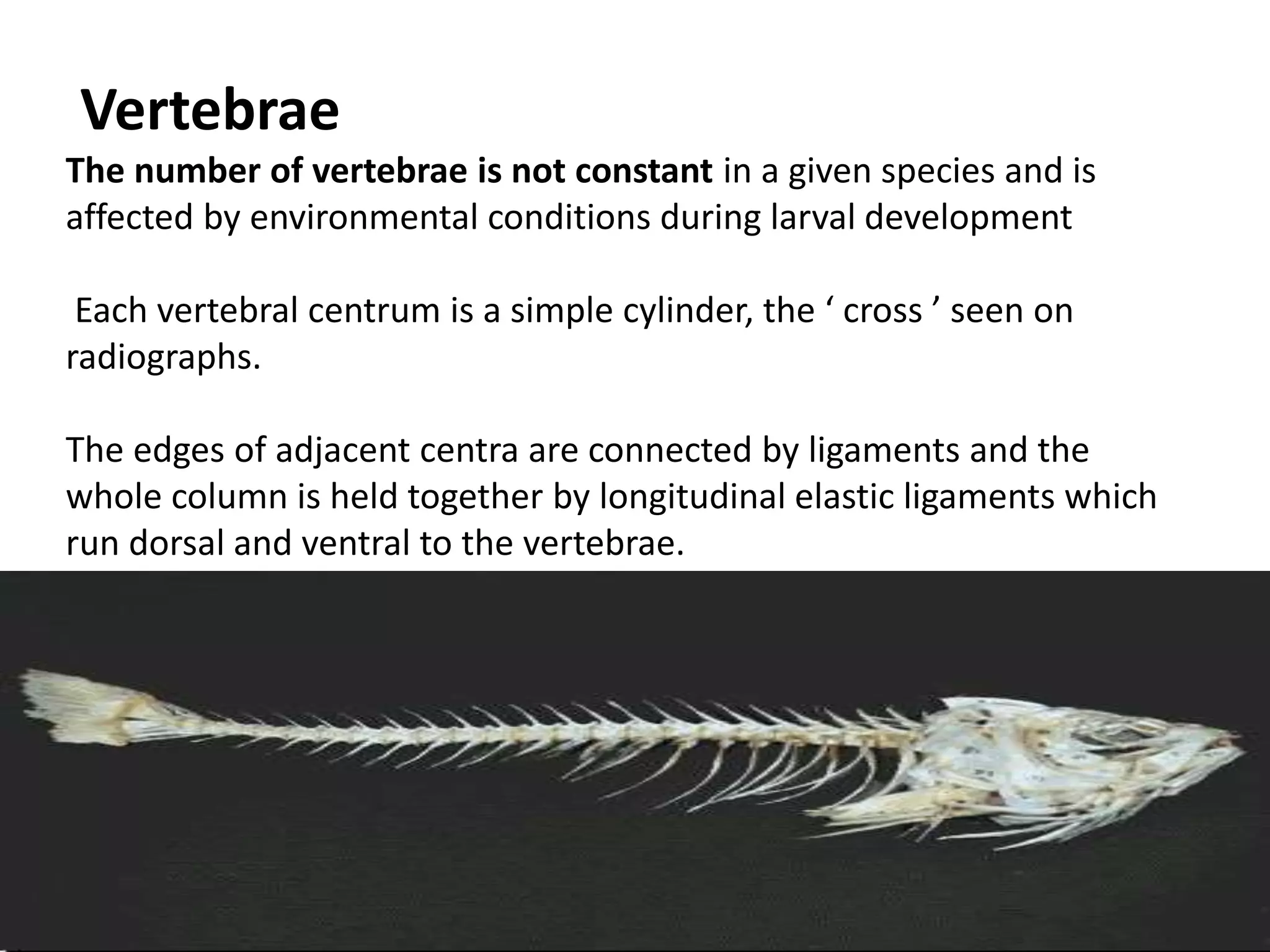 Systemic pathology - respiratory, musculoskeletal systems Of Fish | PPTX