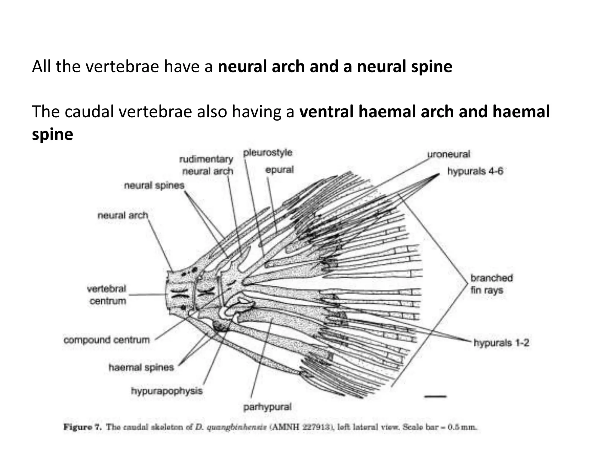 Systemic pathology - respiratory, musculoskeletal systems Of Fish | PPTX