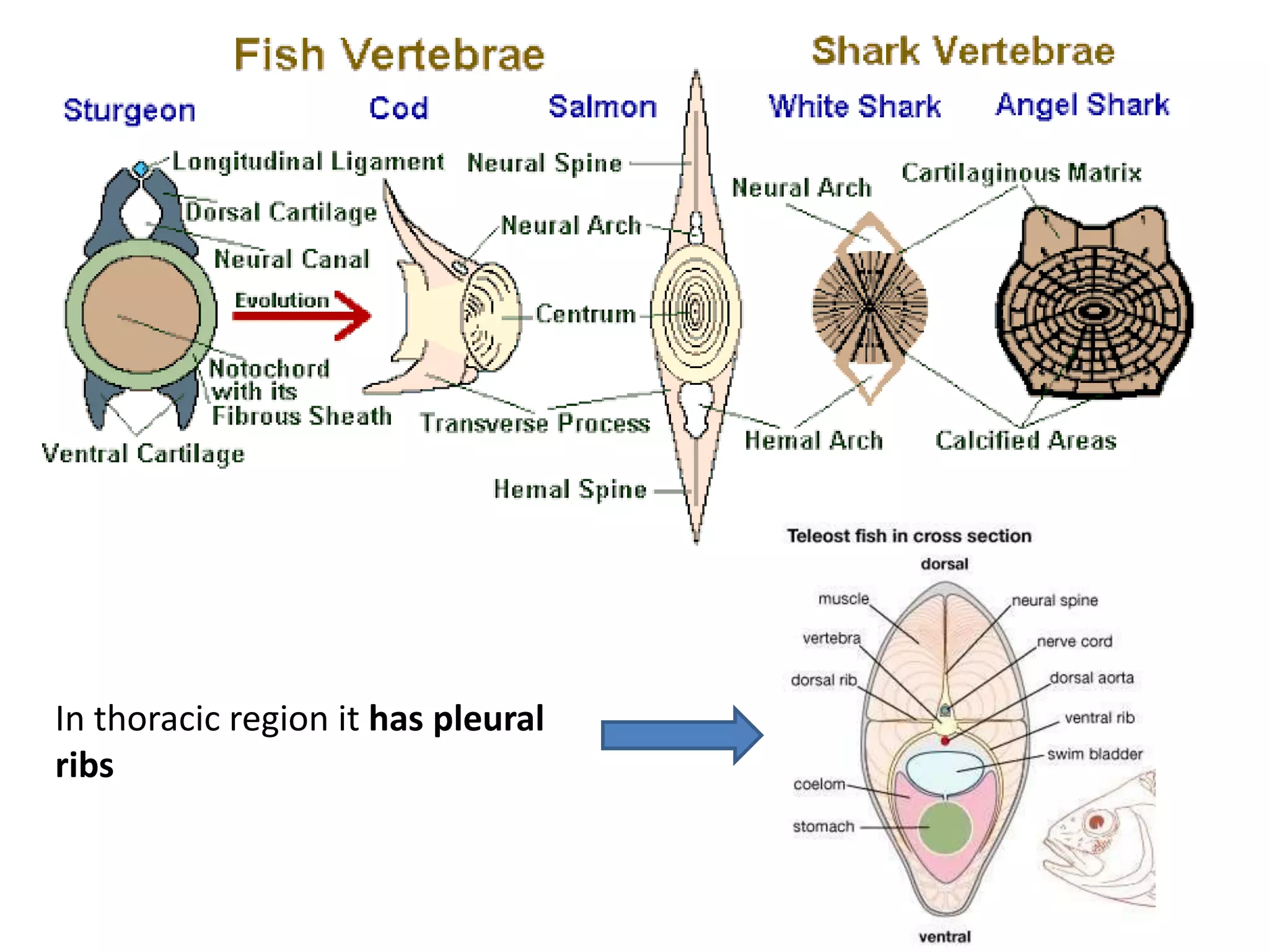 Systemic pathology - respiratory, musculoskeletal systems Of Fish | PPTX