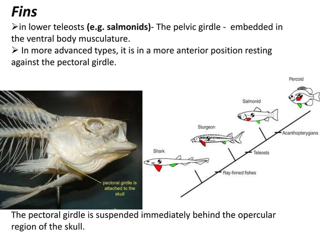 Systemic pathology - respiratory, musculoskeletal systems Of Fish | PPTX