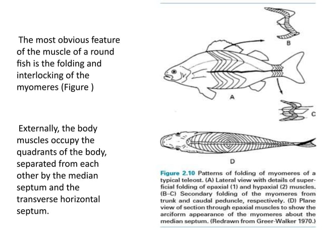 Systemic pathology - respiratory, musculoskeletal systems Of Fish | PPTX
