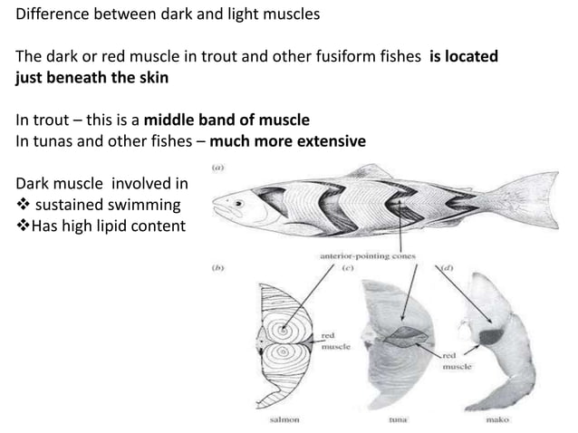 Systemic pathology - respiratory, musculoskeletal systems Of Fish | PPTX