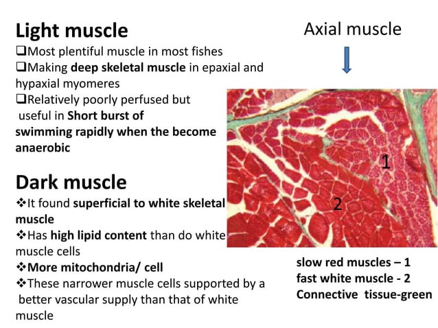 Systemic pathology - respiratory, musculoskeletal systems Of Fish | PPTX