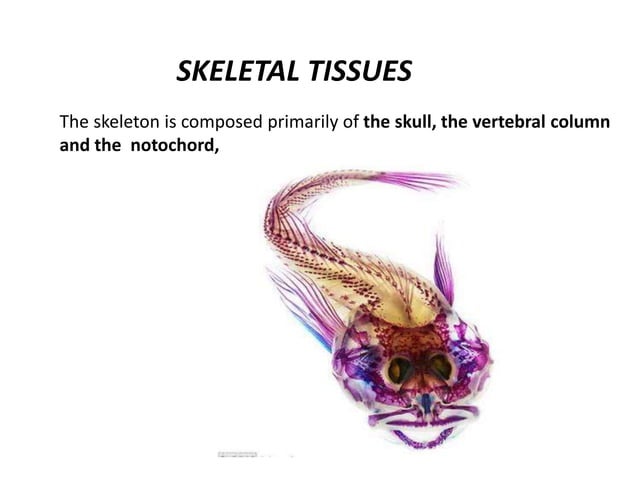 Systemic pathology - respiratory, musculoskeletal systems Of Fish | PPTX