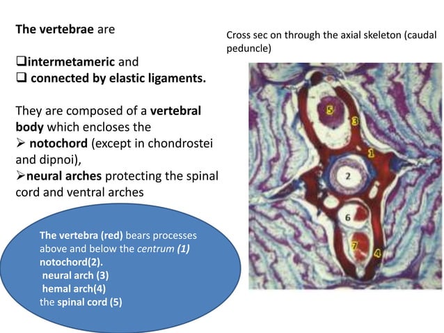Systemic pathology - respiratory, musculoskeletal systems Of Fish | PPTX