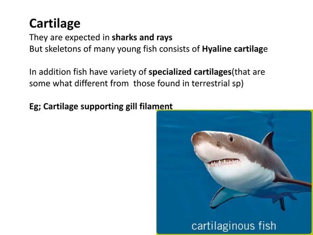 Systemic pathology - respiratory, musculoskeletal systems Of Fish | PPTX