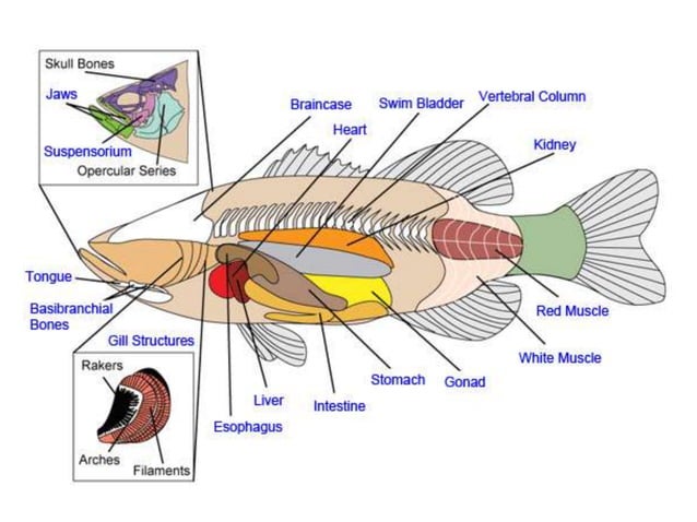 Systemic pathology - respiratory, musculoskeletal systems Of Fish | PPTX