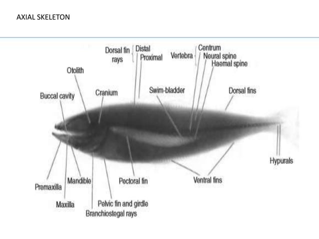 Systemic pathology - respiratory, musculoskeletal systems Of Fish | PPTX