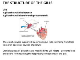 Systemic pathology - respiratory, musculoskeletal systems Of Fish | PPTX