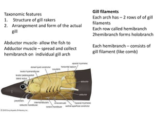 Systemic pathology - respiratory, musculoskeletal systems Of Fish | PPTX