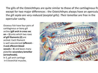 Systemic pathology - respiratory, musculoskeletal systems Of Fish | PPTX