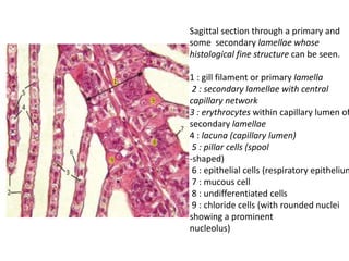 Systemic pathology - respiratory, musculoskeletal systems Of Fish | PPTX