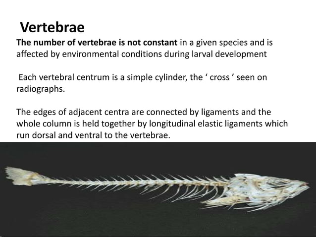 Systemic pathology - respiratory, musculoskeletal systems Of Fish | PPTX