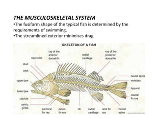 Endoskeleton Fish