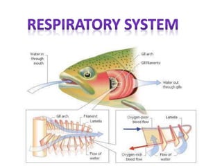 Respiratory System Of A Fish