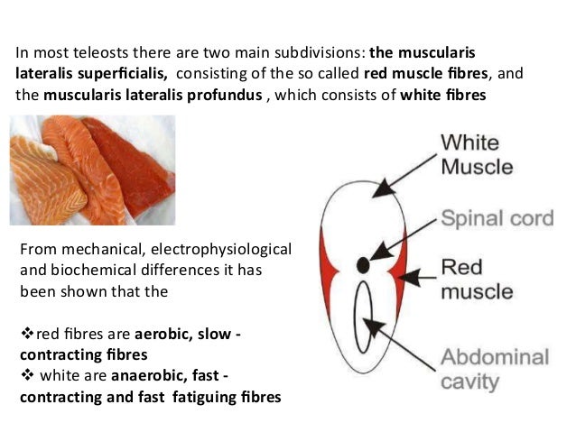 Systemic pathology - respiratory, musculoskeletal systems Of Fish