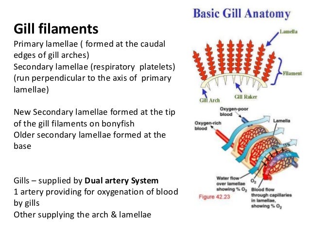 Systemic pathology - respiratory, musculoskeletal systems Of Fish