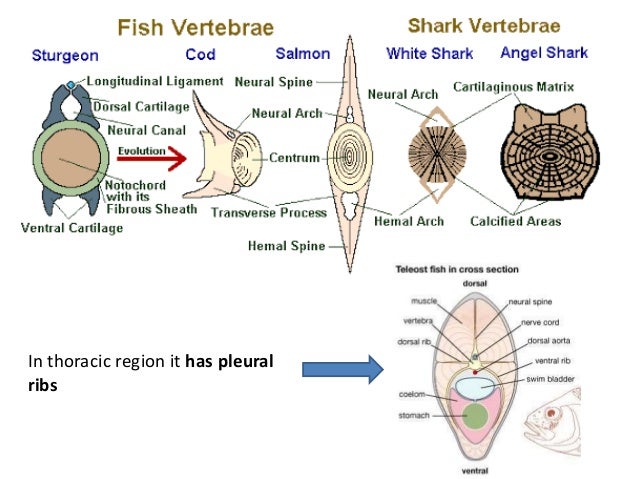 Systemic pathology - respiratory, musculoskeletal systems Of Fish