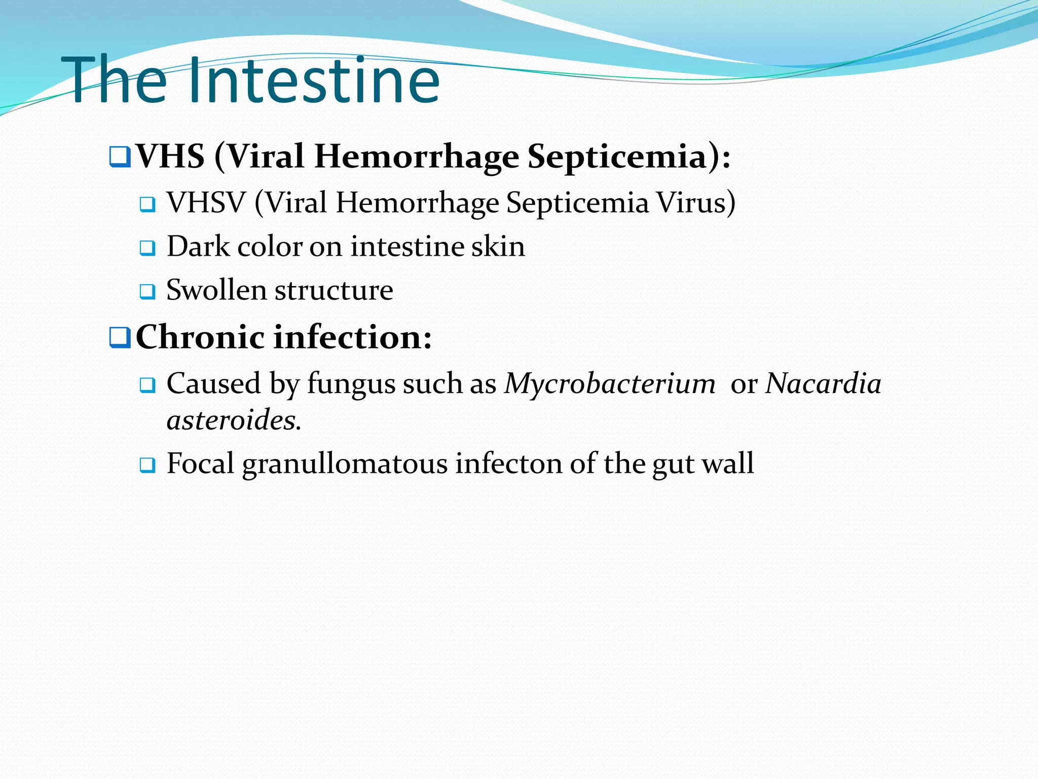 Systemic Pathology of Digestive System of Fish | PPTX