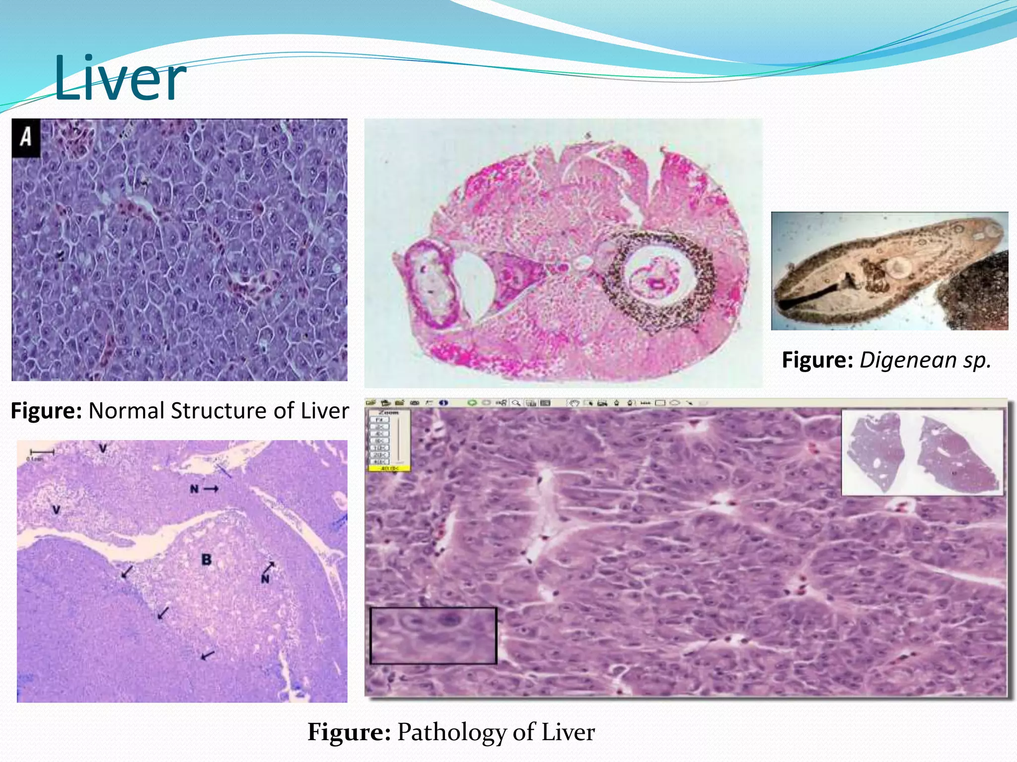 Systemic Pathology of Digestive System of Fish | PPTX