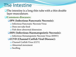 Systemic Pathology of Digestive System of Fish | PPTX