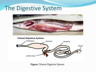 Systemic Pathology of Digestive System of Fish | PPTX