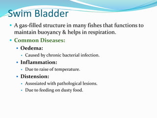 Systemic Pathology of Digestive System of Fish | PPTX