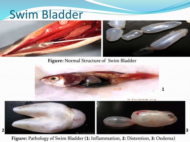 Systemic Pathology of Digestive System of Fish | PPTX