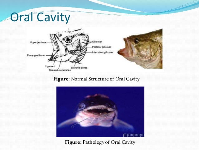 Systemic Pathology of Digestive System of Fish