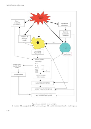 Systemic responses to burn injury | PDF