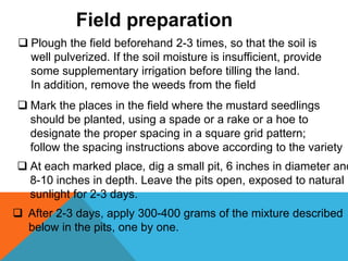 System of mustard intensification SMI | PPTX
