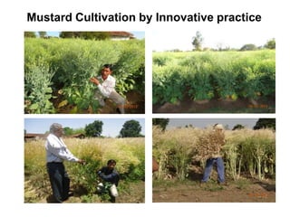 System of mustard intensification SMI | PPTX