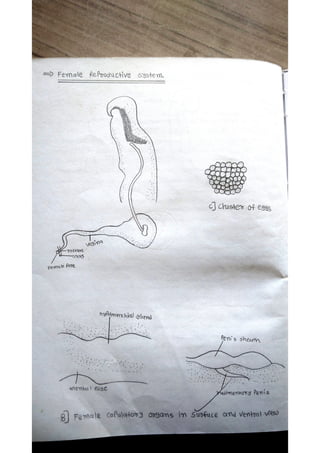 System of pila and it's digestive system and nervous system | PDF