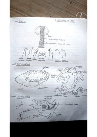System of pila and it's digestive system and nervous system | PDF
