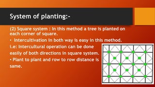 System of planting and types | PPTX