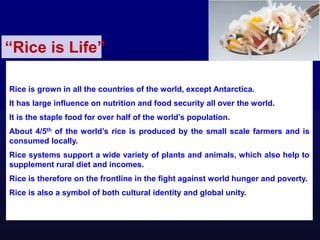 System of rice intensification status, issues and future research ...