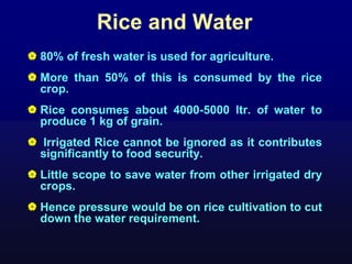 System of rice intensification status, issues and future research ...