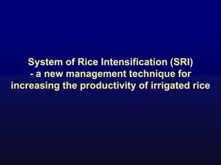 System of rice intensification status, issues and future research ...
