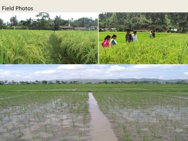 System of rice intensification in manipur, india | PPT | Agriculture ...