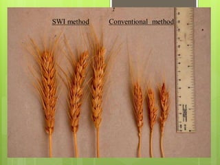 System of wheat intensification - SWI | PPTX