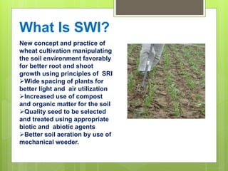 System of wheat intensification - SWI | PPTX